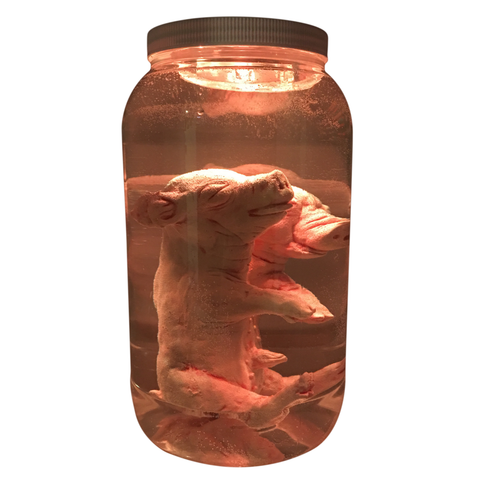 Fetal Pig Siamese Twin Piglet Specimen – asylumzone