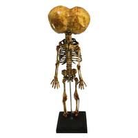 Vintage Triclops 3-Eyed Fetus Skeleton – asylumzone